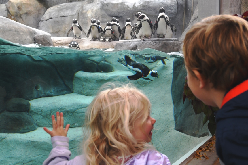 Cultural Attraction - Pinnacol African Penguin Point | Perry Becker Design